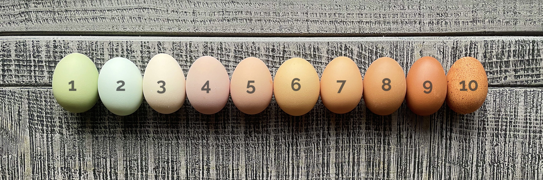 Chicken Breeds for a Colorful Basket of Eggs + Top 6 Breeds by Egg Color