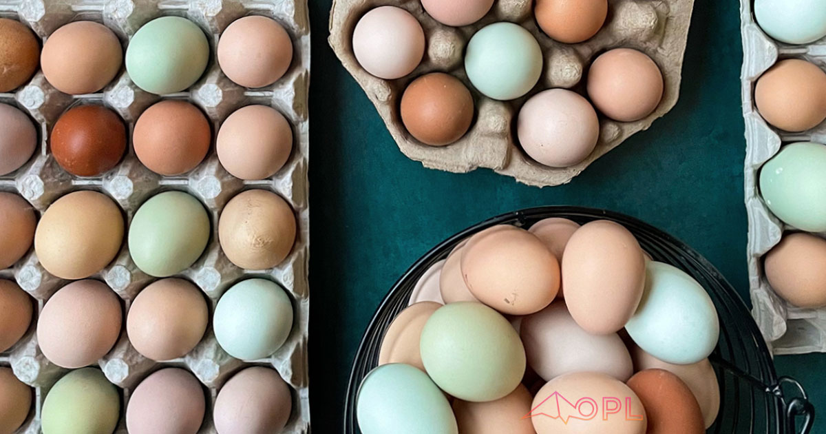 Chicken Breeds for a Colorful Basket of Eggs + Top 6 Breeds by Egg Color