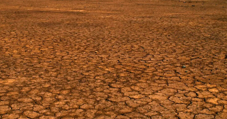 Fake Meat (Mono-Crops, Ethical Food Choices & Nutrition)